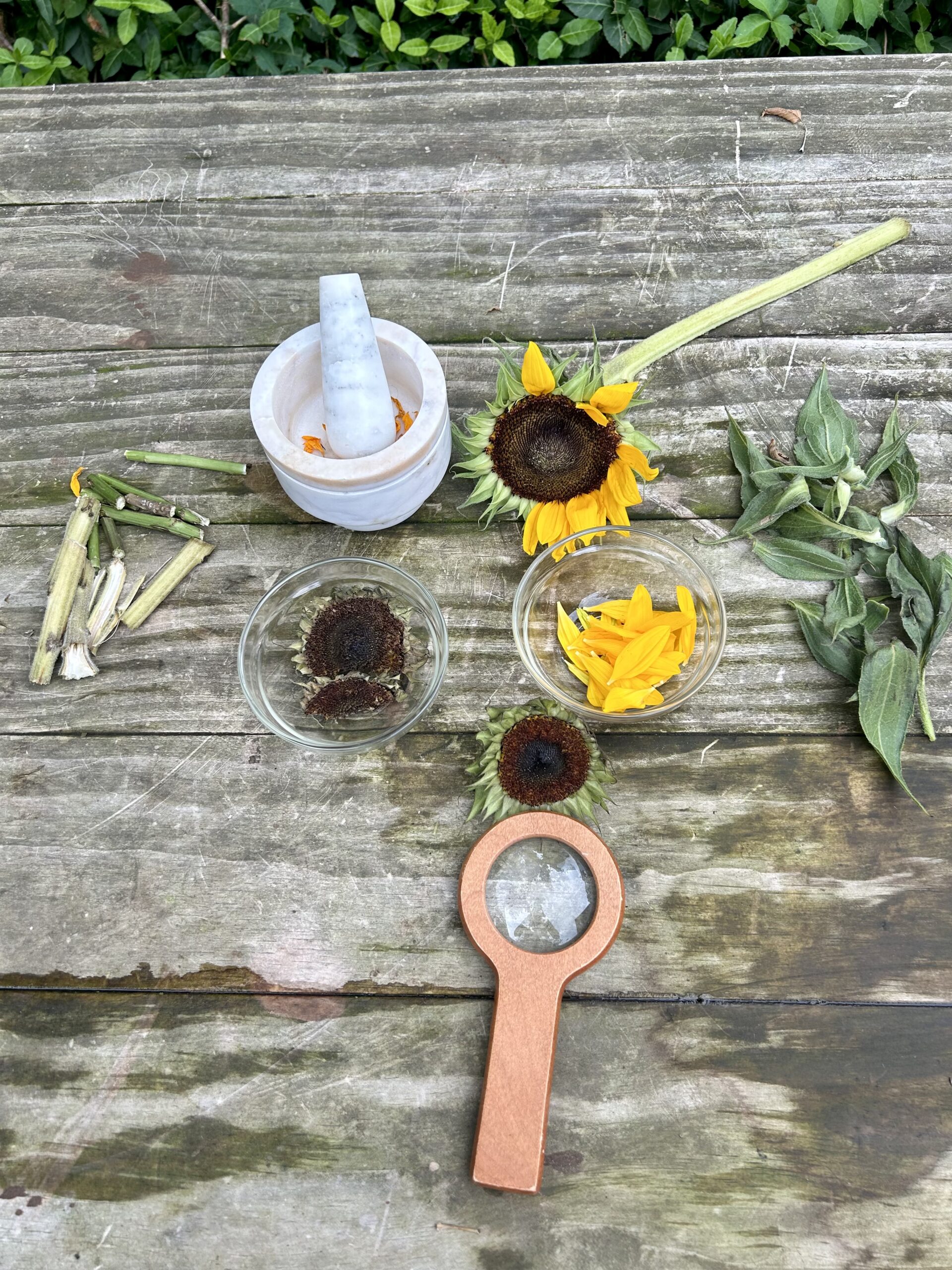 Deconstructing Sunflowers for STEM Discovery – Engineering Explorers