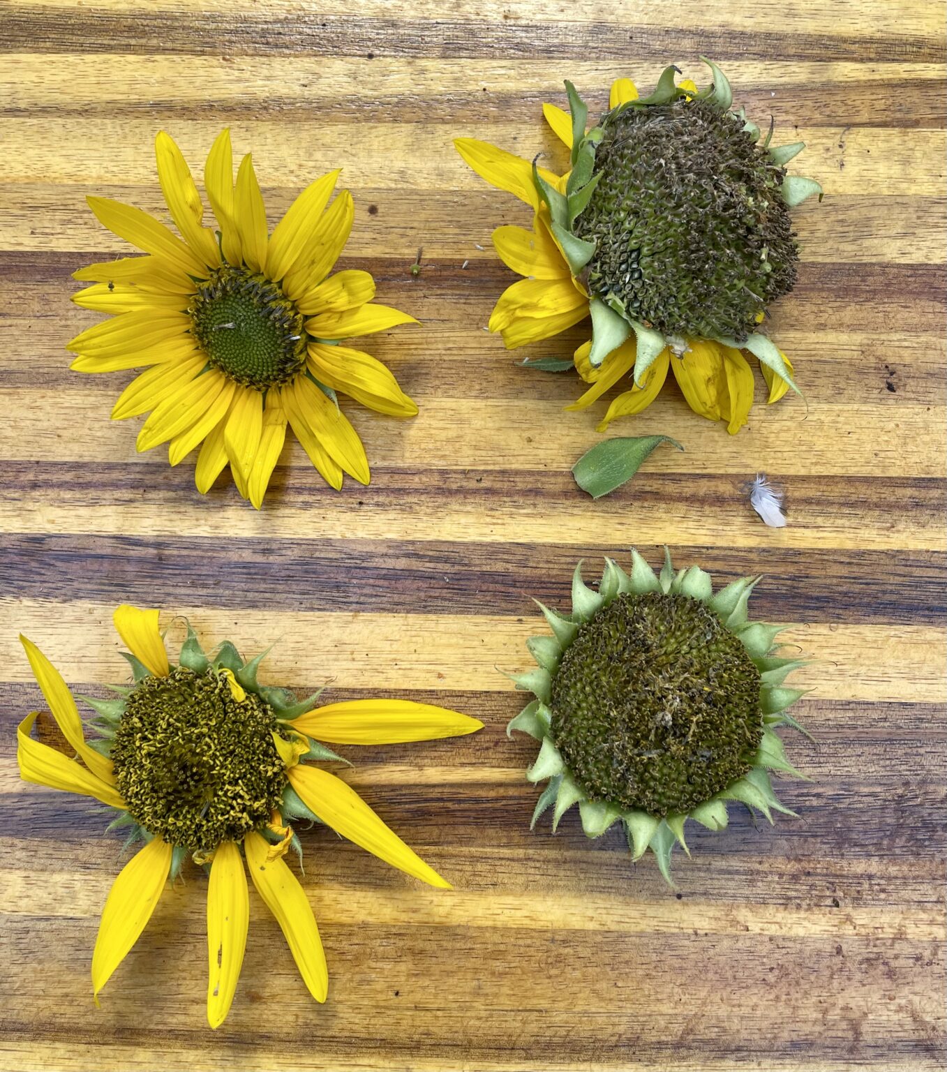Deconstructing Sunflowers for STEM Discovery – Engineering Explorers